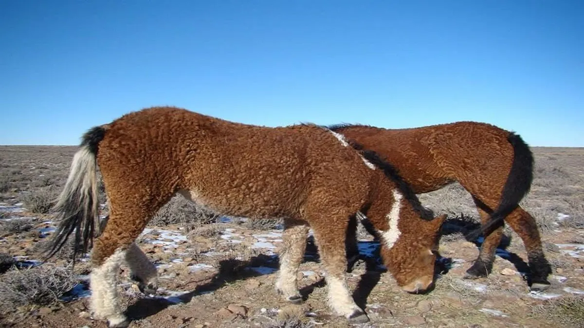 Los caballos con rulos de Maquinchao son reconocidos por National ...