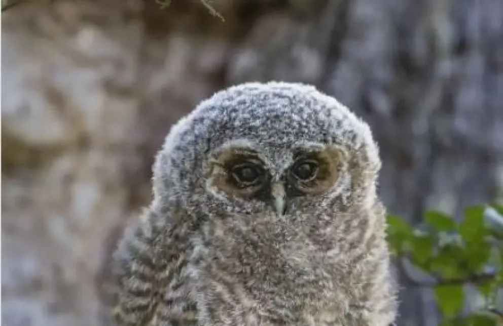 VIDEO | Avistaron a una lechuza bataraz en los bosques de Bariloche ...