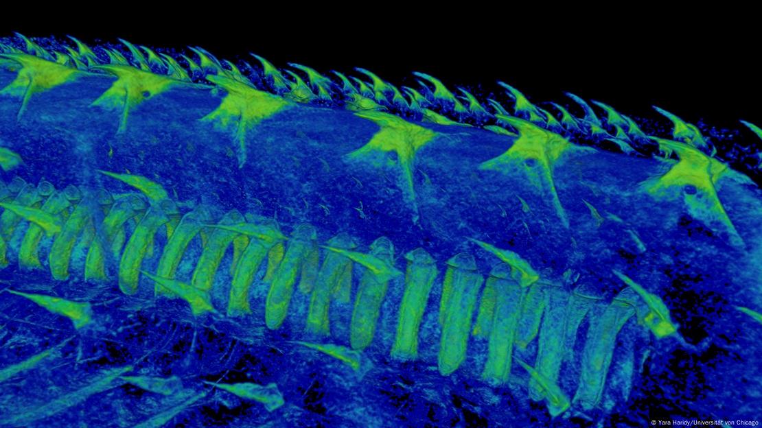 Estudio demuestra la evolución de los dientes en peces primitivos ...