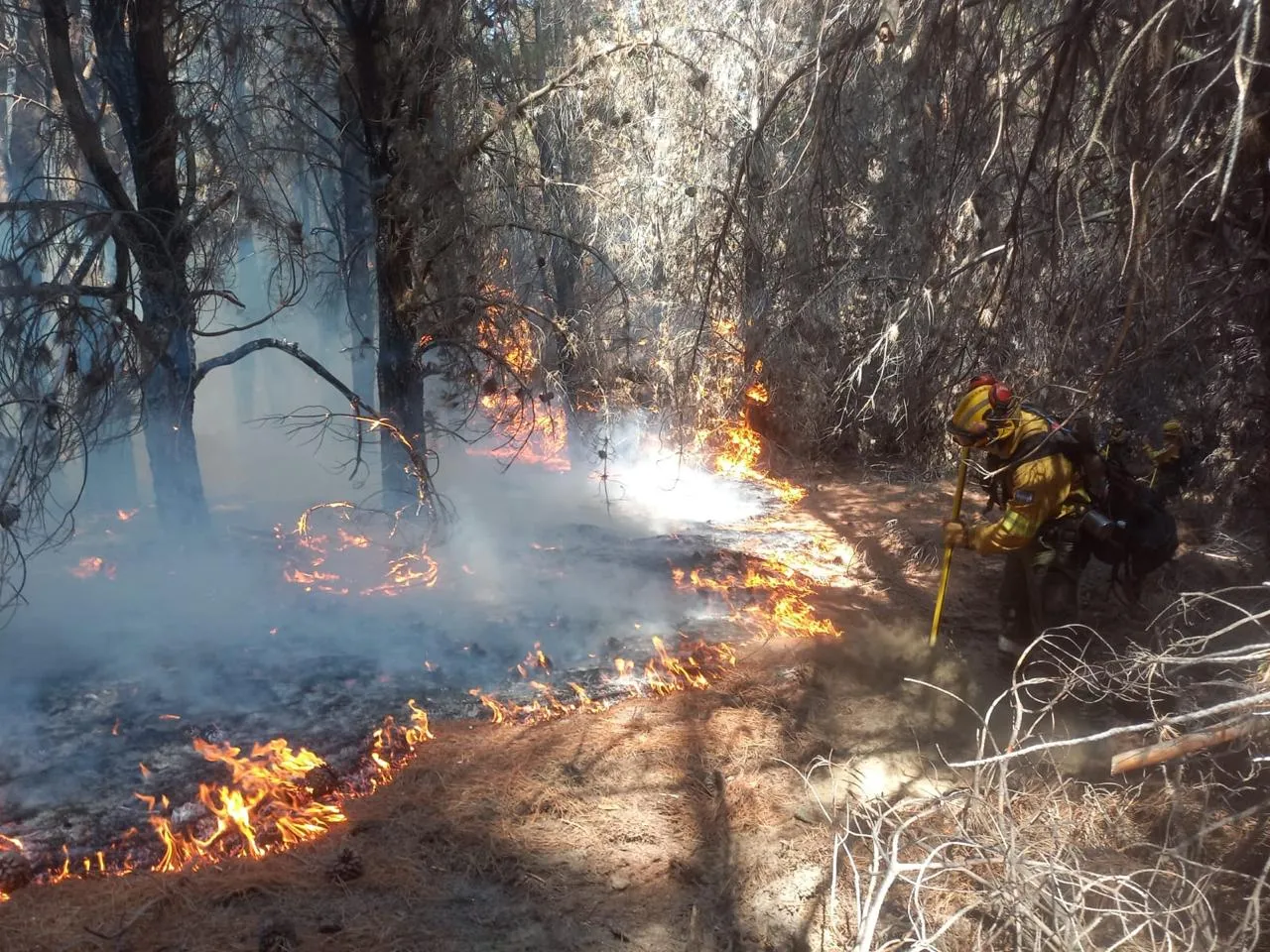 Incendio en el Parque Nacional Los Alerces: alertan por condiciones ...